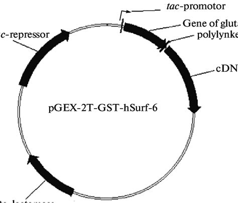 Scheme Of The Obtained Vector Pgexx2ttgstthsurff6 And Designation Of