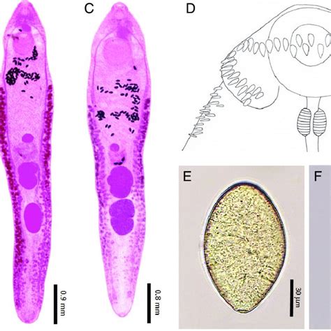 Jaeeun Cho Master Of Science Seoul National University Seoul Snu Department Of