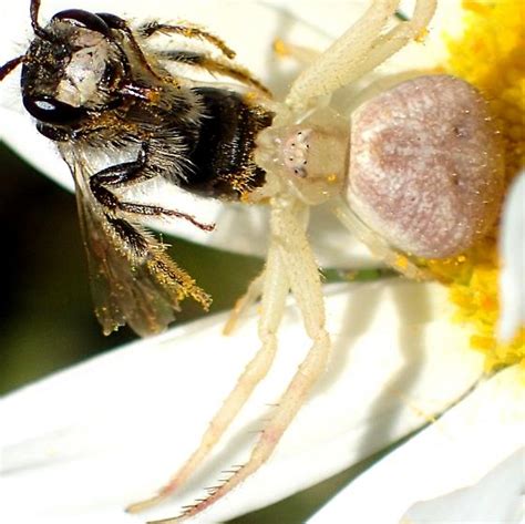 Mecaphesa Bugguide Net