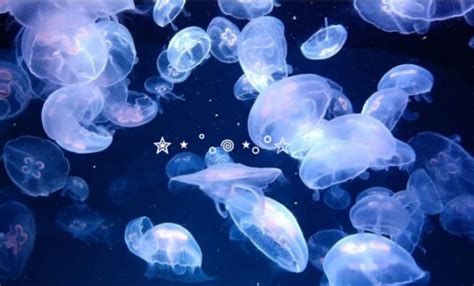 غلاف بينترست ~🪼💙 Nel 2025