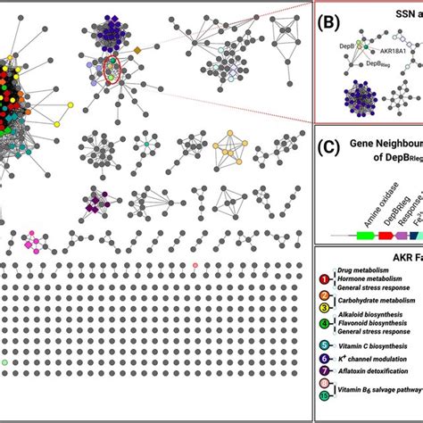 A 40 Representative Sequence Similarity Network Ssn At A Threshold Download Scientific