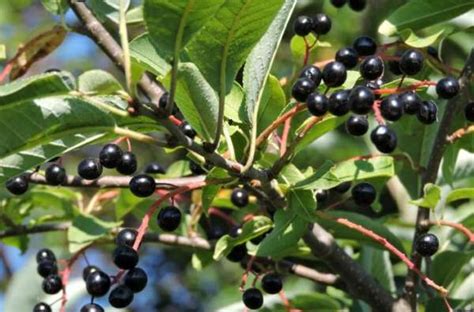 Ягода черная описание съедобных и ядовитых ягод с названием и фото