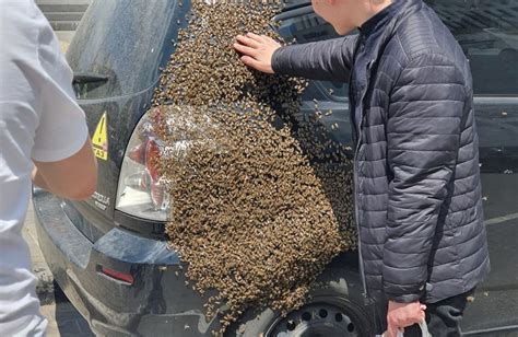 Два килограмма пчел в полете уникальное роение в Кишиневе