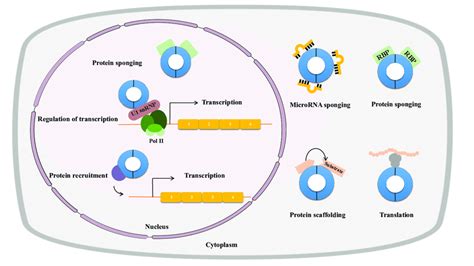 Biological Functions Of Circrna Circrnas Function As Important Gene Download Scientific