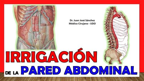 🥇 Arterias De La Pared Abdominal Irrigación ¡explicación Fácil Y