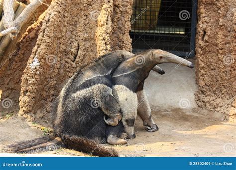 Anteaters Mating Stock Image Image Of Black Myrmecophaga 28802409