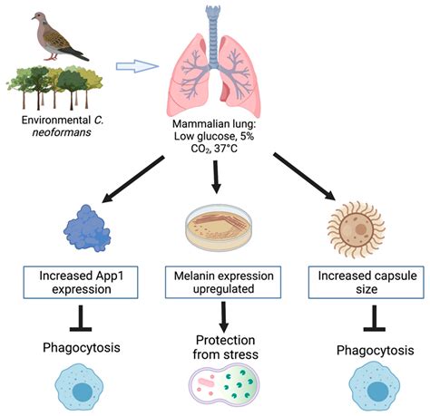 The Environmental Effects On Virulence Factors And The Antifungal