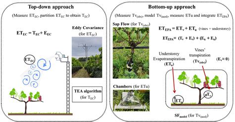 Evapotranspiration Dynamics And Partitioning In A Grassed Vineyard Ecophysiological And