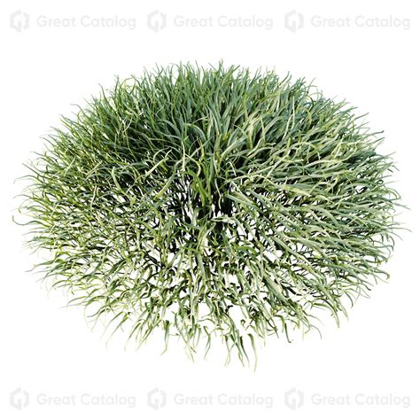 Grass Av Plant Acorus Gramineus Pusillus Ogon 02 3d Model