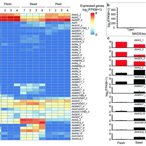 Expression Levels Of 47 Mads Box Genes In Different Tissues And