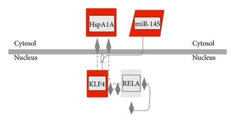 Subnetworks Of Micrornas Proteins And Genes Putatively Involved In Download Scientific