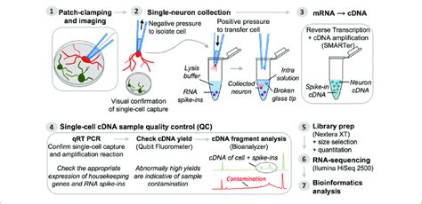 pipeline for single neuron patch seq experiments step 1 a single