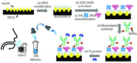scheme 1 schematic processes of the auns scpe based immunosensor
