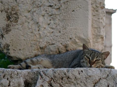 Mackerel Tabby Cats The Ultimate Guide