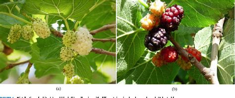 Figure 1 From Detection Of Mulberry Ripeness Stages Using Deep Learning