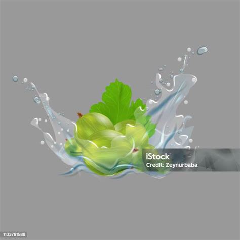 물 스플래시에 있는 구 스 베리 과일과 잎 주스 또는 잼 라벨 디자인 3d 벡터 일러스트입니다 구스베리에 대한 스톡 벡터 아트 및 기타 이미지 Istock