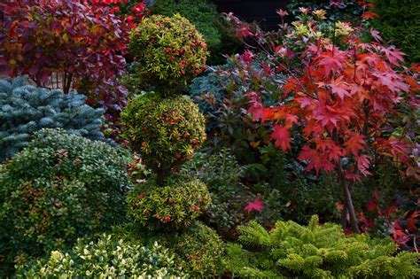 Тис в ландшафтном дизайне (45 фото) - фото - картинки и рисунки ...