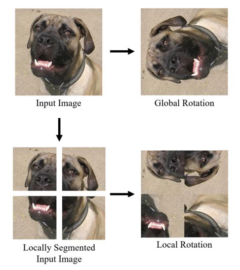 An Example Of Global And Local Rotation Image The Example Is Taken