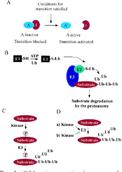 Figure 1 From The Anaphase Promoting Complex Its Not Just For Mitosis Any More Semantic Scholar