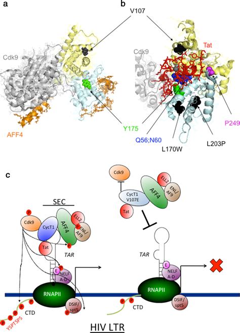 Illustration Of Cyct1 V107e On The 3d Structures Of P Tefb A The Download Scientific Diagram