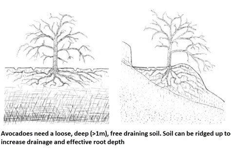 Avocado Farming Guide Cropnuts