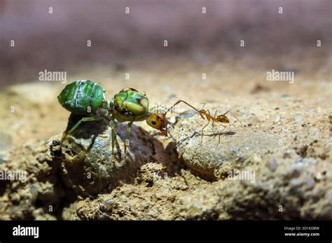 Selective Weaver Ants Green Ants Oecophylla Smaragdina Queen Ants On
