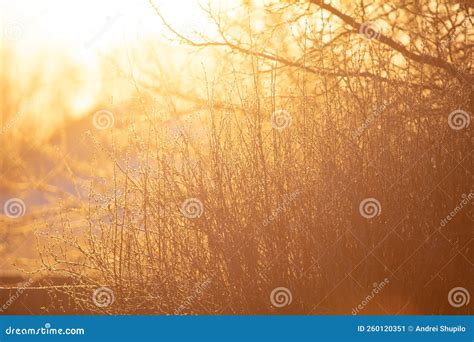 Bare Tree Branches In Winter At Sunset Stock Image Image Of Growth