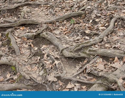 Tree Roots Exposed On The Surface Of The Earth In A Nature Park On A Steep Slope Stock Photo