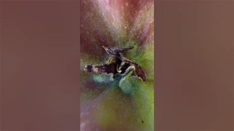 Captured Apple From Iapple Shortfeed Shorts Youtube