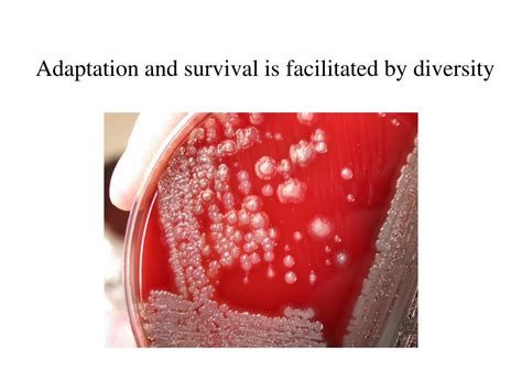 Ppt Pseudomonas Aeruginosa Powerpoint Presentation Free Download Id4801719