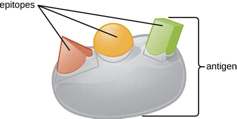 14 1 Overview Of Specific Adaptive Immunity Allied Health Microbiology