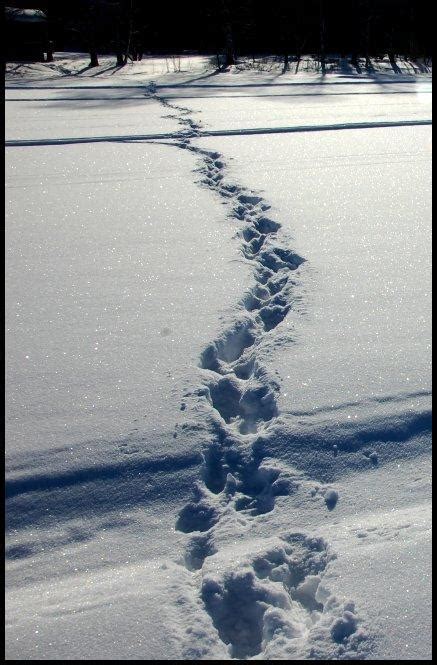 Fragile Steps By Shahabby On Deviantart