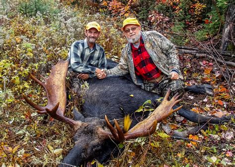 Guided Moose Hunting Trips In Maine Allagash Guide Service