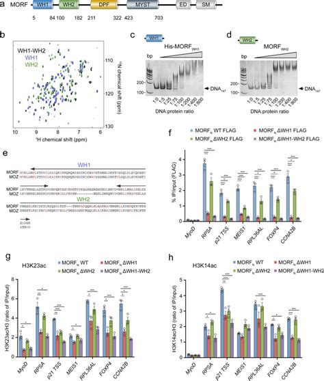 Morf And Moz Contain Two Dna Binding Wh Domains A Domain Architecture