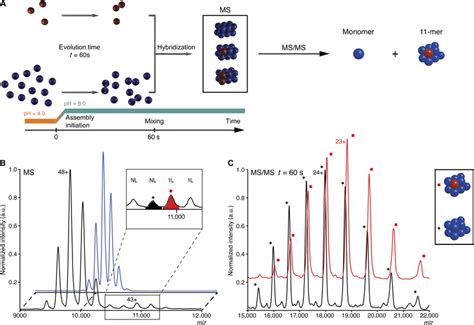 Oligomeric State Characterization Of The Flexible Intermediate By Download Scientific Diagram