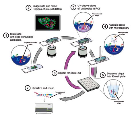 GeoMx Digital Spatial Profiler Nanostring Citogen