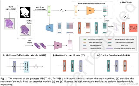 【阅读笔记】transformer 多实例学习——在病理图像分类中的应用multiple Instance Deep Learning