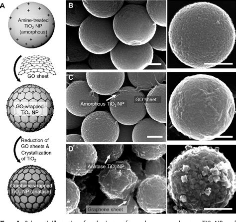 Ijms Free Fulltext The Effects Of Tio2 Nanoparticles