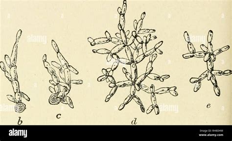 Botany Of The Living Plant Botany 450 Botany Of The Living Plant