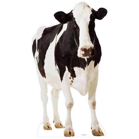 Cow Cardboard Cutout Free Shipping Life Size Custom Cutouts