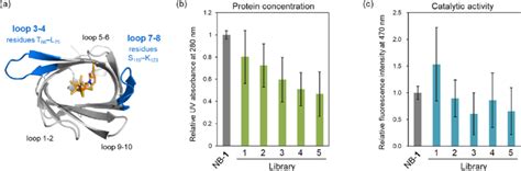 A Illustration Of The Loop Regions In Nb 1 The Loops 3−4 And 7−8 Are