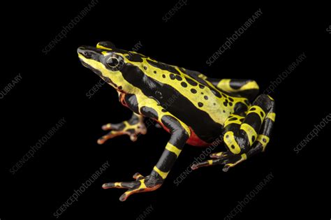 Limon Harlequin Toad Stock Image C0595988 Science Photo Library