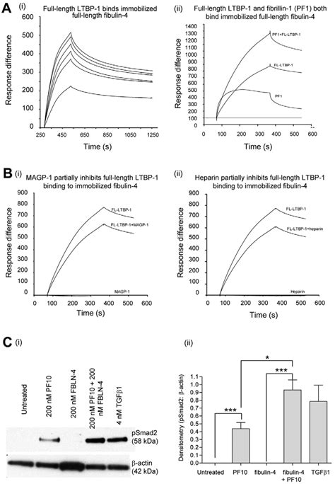 Fibulin 4 Forms A Stable Ternary Complex With Full Length Ltbp 1 And