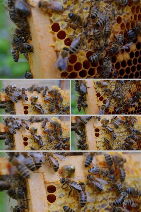蜂巢视频素材蜂巢视频模板蜂巢视频设计图片免费下载 众图网