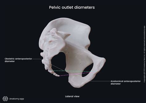 Pelvis Anatomyapp