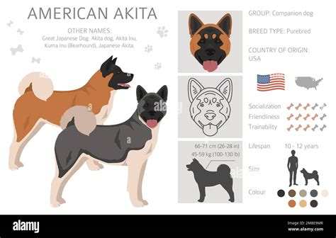 Akita From What Contry