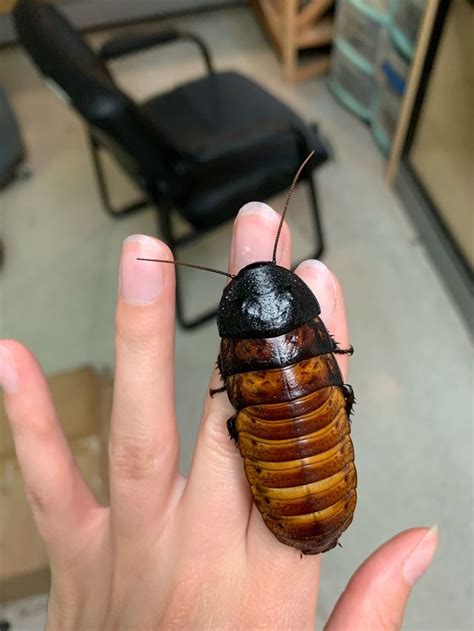 Madagascan Hissing Roach In 2025 Beautiful Bugs Bugs And Insects