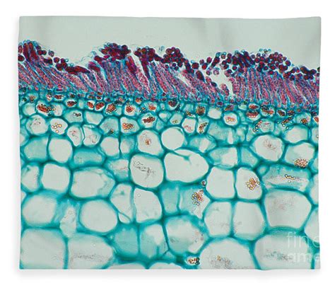 Laminaria Under Microscope