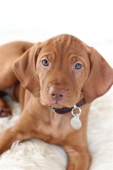Vizsla X Puppies
