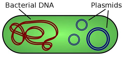 What Is The Difference Between Plasmid Dna And Chromosomal Dna Pediaacom